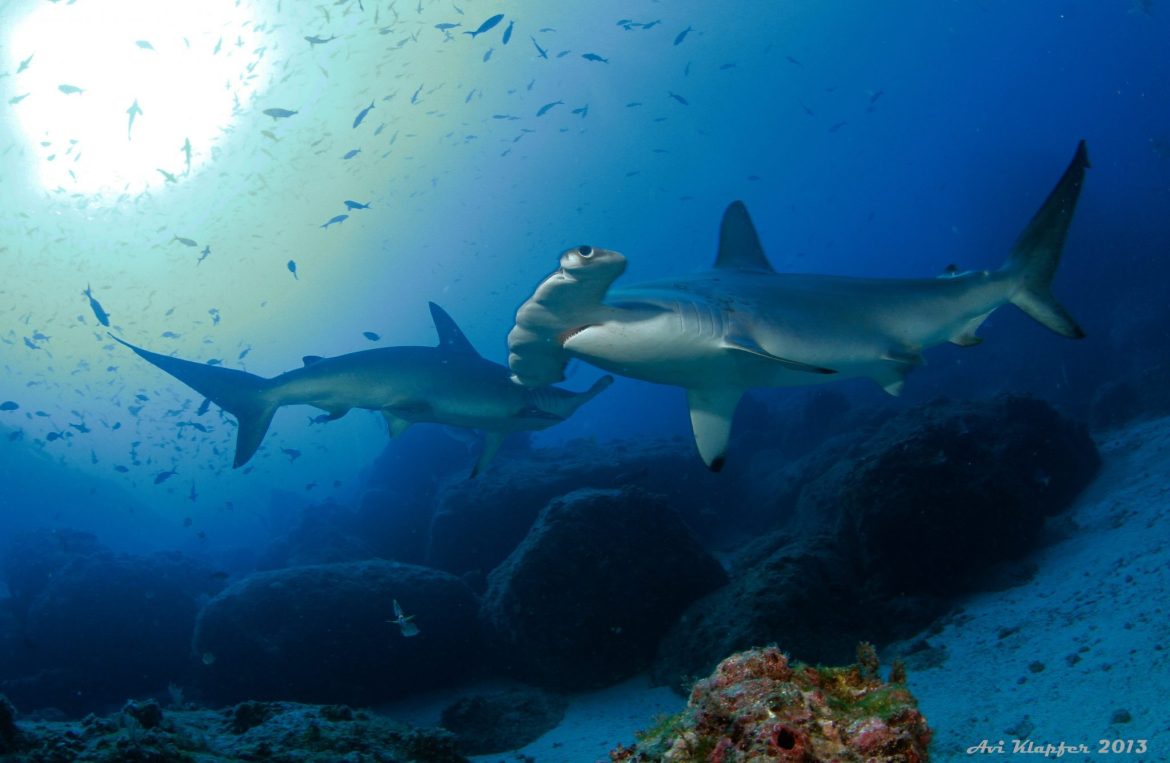 Isla del Coco es declarada “Blue Park”: un reconocimiento mundial - EKA